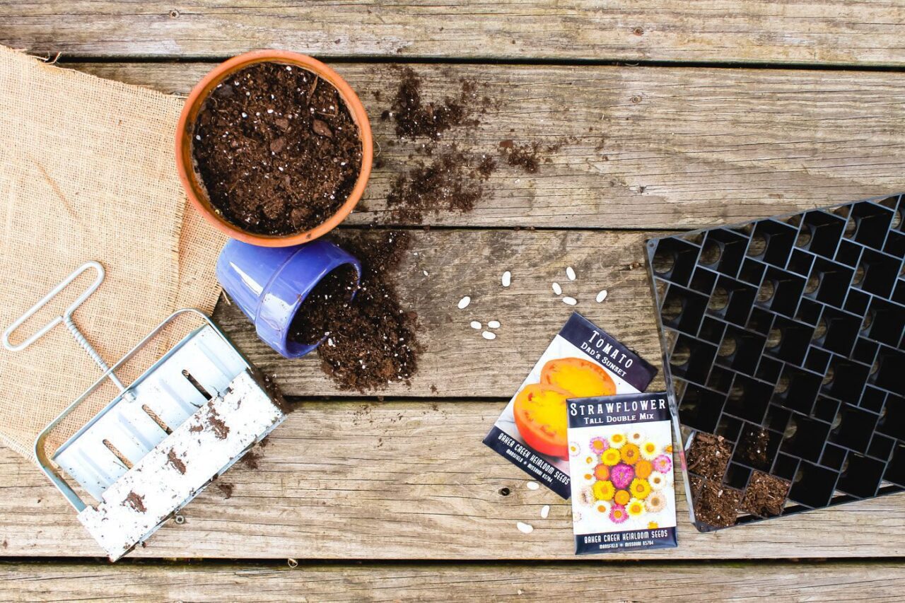 8 Best Seed Starting Trays - WholeMade Homestead