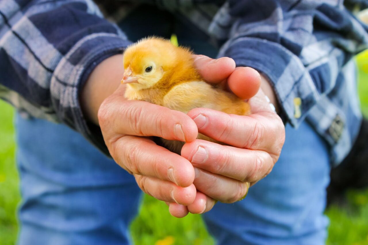 How to Take Care of Chickens for Beginners - WholeMade Homestead