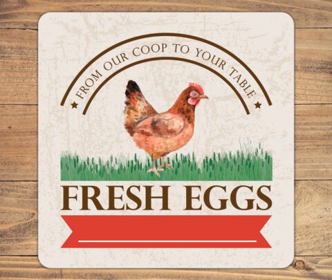 How to Take Care of Chickens for Beginners - WholeMade Homestead